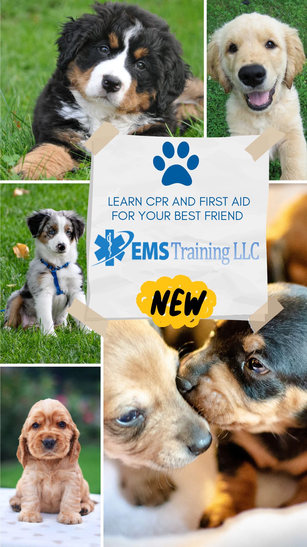 CPR AED and First Aid for Animals – EMS Training, LLC | American Heart ...